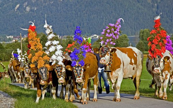Almabtrieb - An Austrian Farming Tradition | Austria Direct