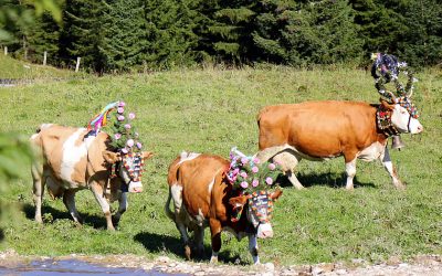 Almabtrieb - An Austrian Farming Tradition | Austria Direct